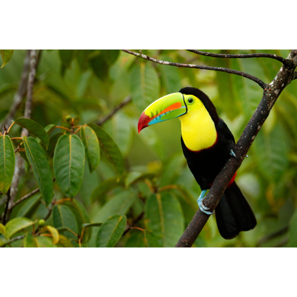 Bay Isle Home TouCan Sitting On Canvas by Ondrej Prosicky Print | Wayfair
